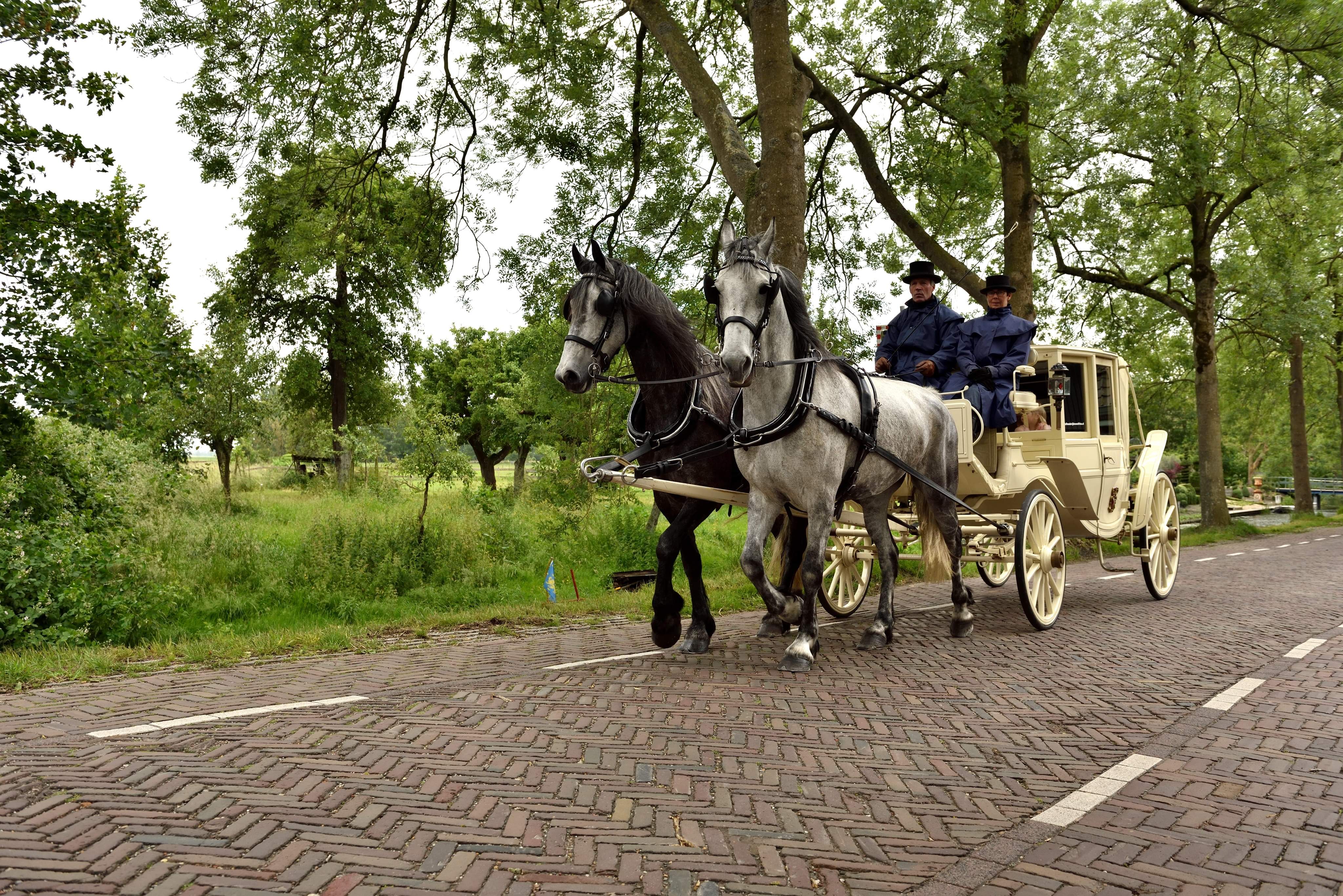 roomwitte koets, trouwkoets, witte koets, friese paarden, glaslandauer ...